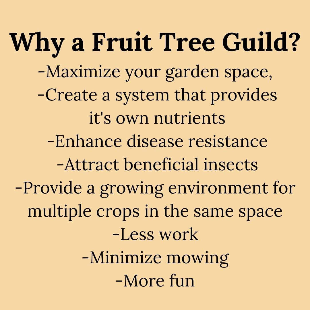 Want a Permaculture Forest Garden? – Start with Planting a Guild – Here ...
