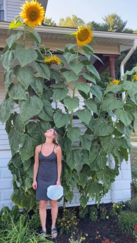 How To Grow Huge Sunflowers with Edible Seeds – Here We Grow