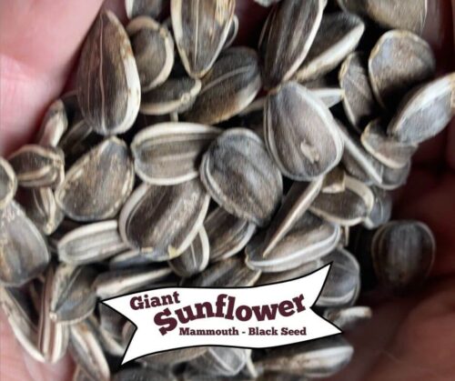 Giant Edible Sunflowers Seed Packet – Mammoth Black Seed – 30 seeds ...