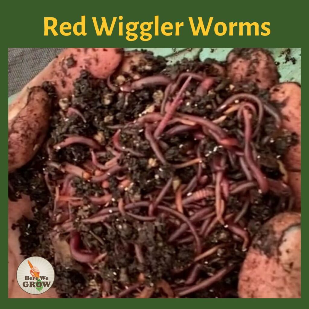 Red Wiggler Worms – Here We Grow